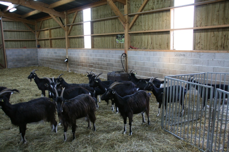 Un élevage de chèvres poitevines à la ferme de la graineterie la ...